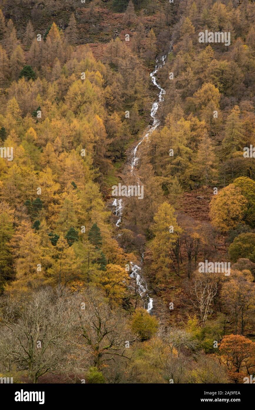 Beautiful Autumn Fall landscape of larch tree forest with river and ...