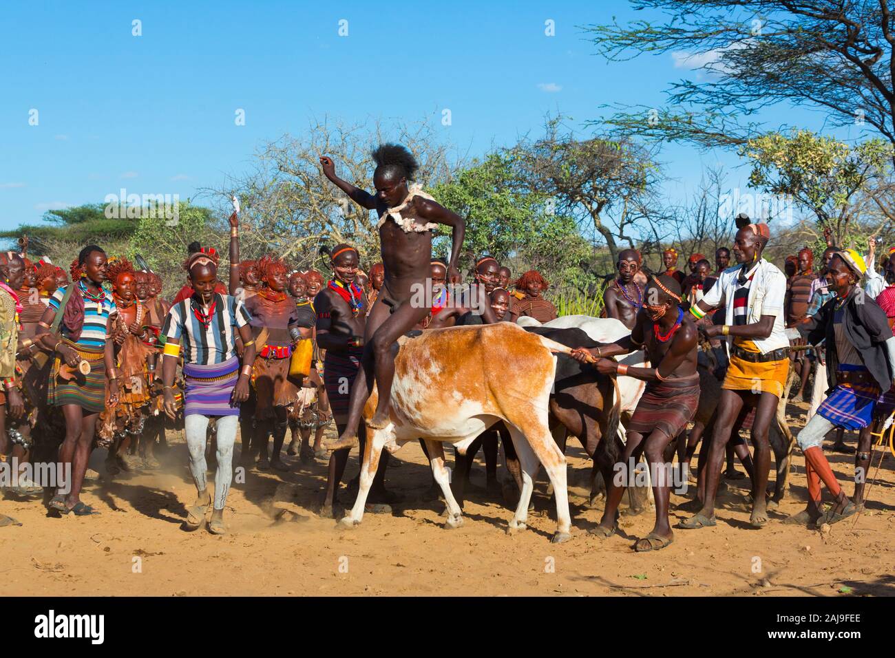 "Bull jumping", Hamer people, Omo valley, Naciones, Ethiopia, Africa ...