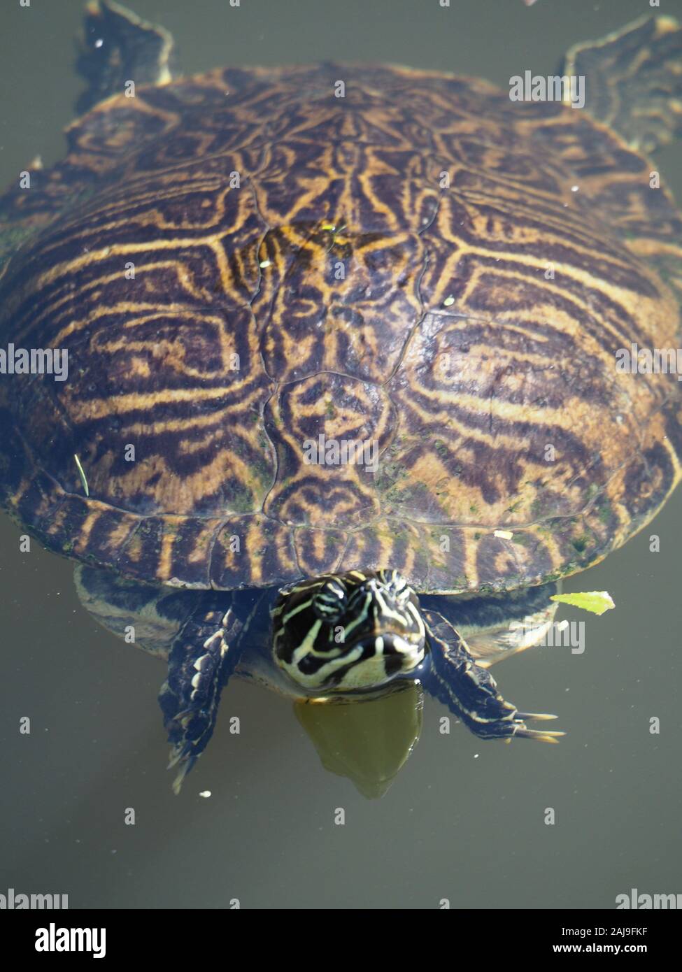 Turtle conservation florida hi-res stock photography and images - Alamy