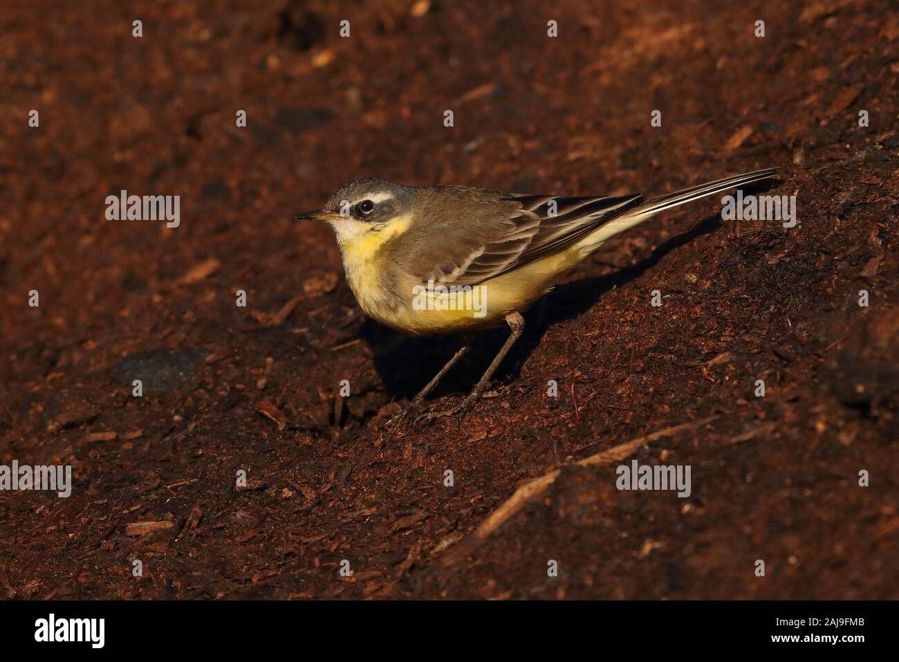 Eastern yellow wagtail motacilla tschutschensis hi-res stock ...
