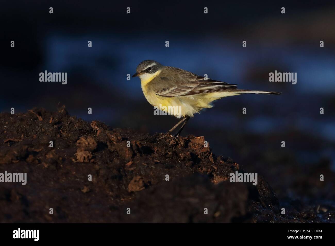 Blue headed eastern yellow wagtail hi-res stock photography and images ...