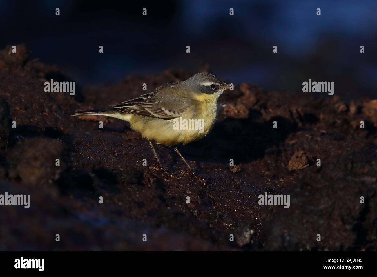 Eastern yellow wagtail motacilla tschutschensis hi-res stock ...