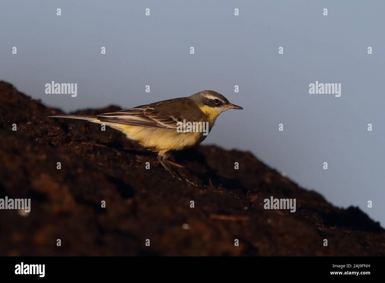Eastern Yellow Wagtail High Resolution Stock Photography and Images - Alamy