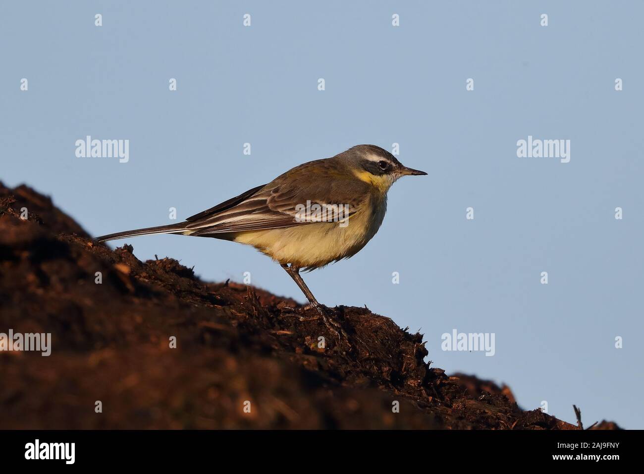 1st winter male Alaskan Yellow Wagtail Stock Photo - Alamy