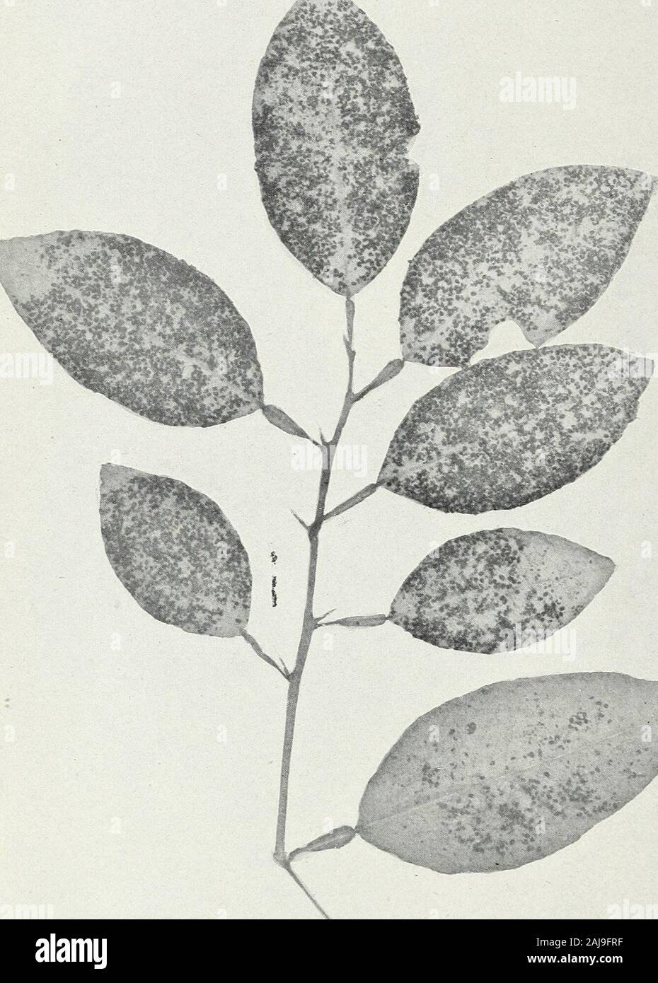 The black fly of citrus and other subtropical plants . The Black Fly 4 ...