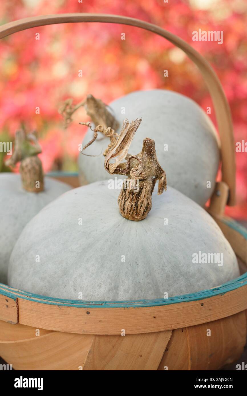 Cucurbita maxima 'Crown Prince'. Freshly harvested home grown Crown ...