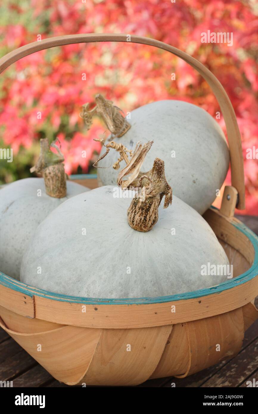 Cucurbita maxima 'Crown Prince'. Freshly harvested home grown Crown ...