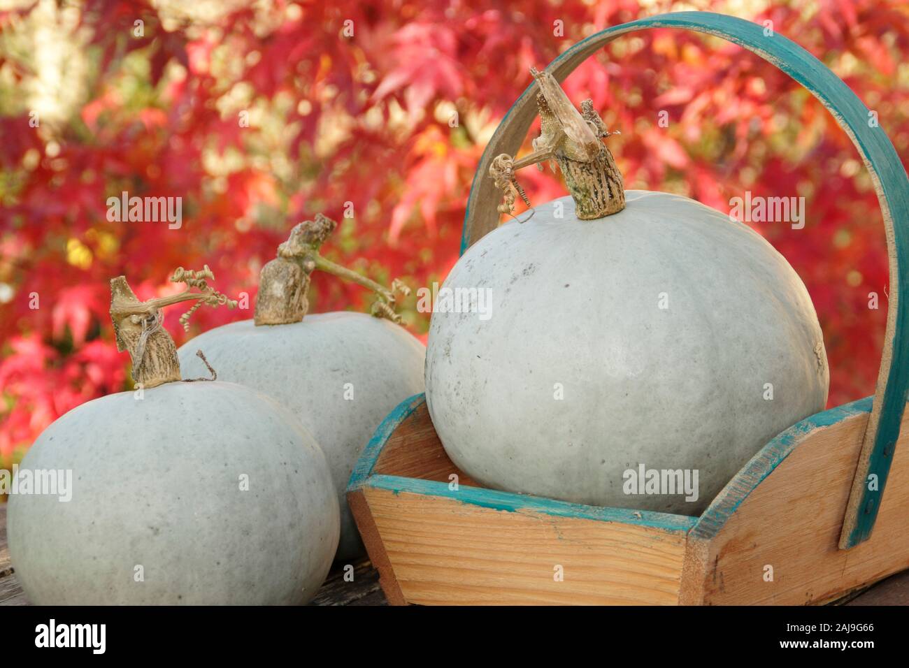 Cucurbita maxima 'Crown Prince'. Freshly harvested home grown Crown ...