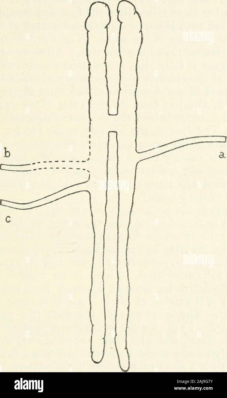 Hermaphroditism hi-res stock photography and images - Alamy