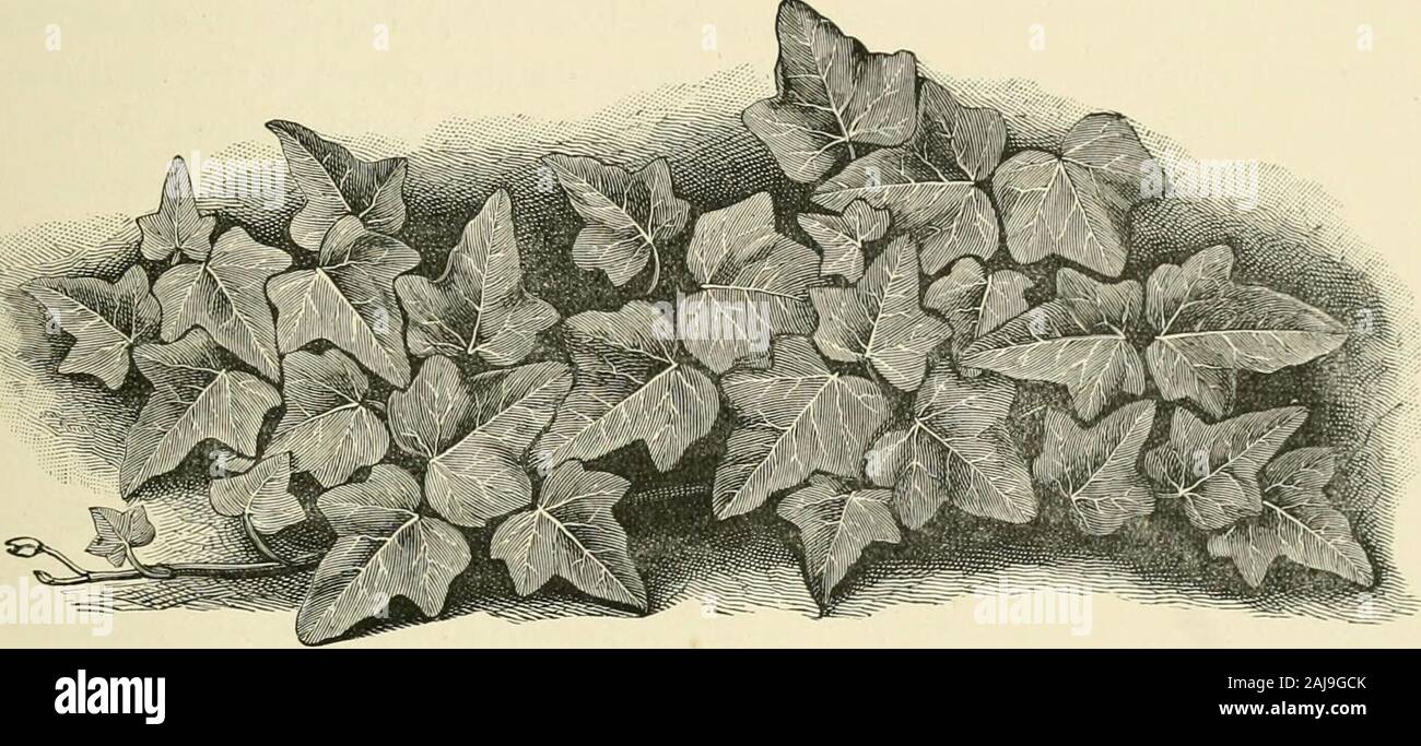 Elliptical leaves hi-res stock photography and images - Alamy