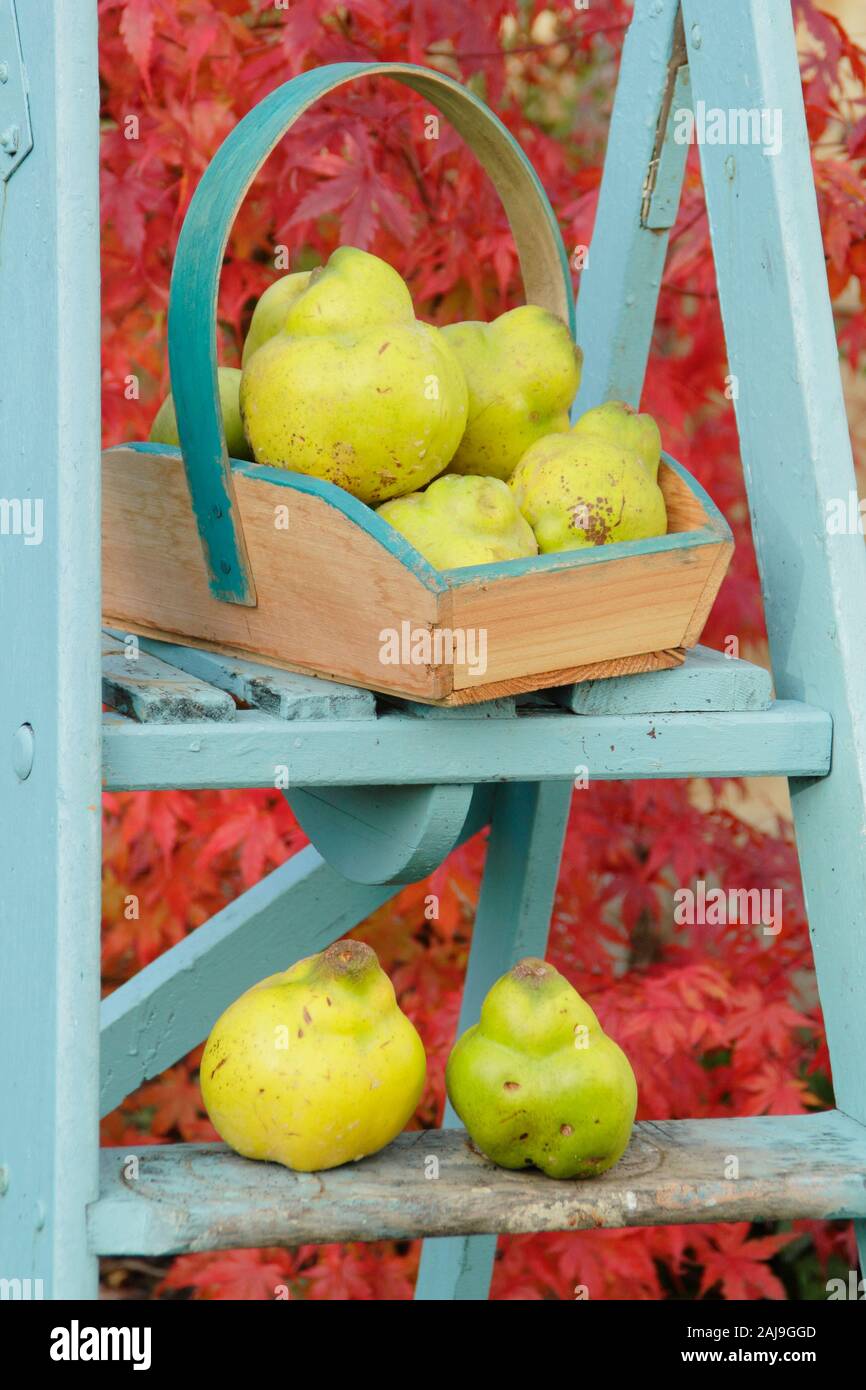 Picking fruit ladder hi-res stock photography and images - Alamy