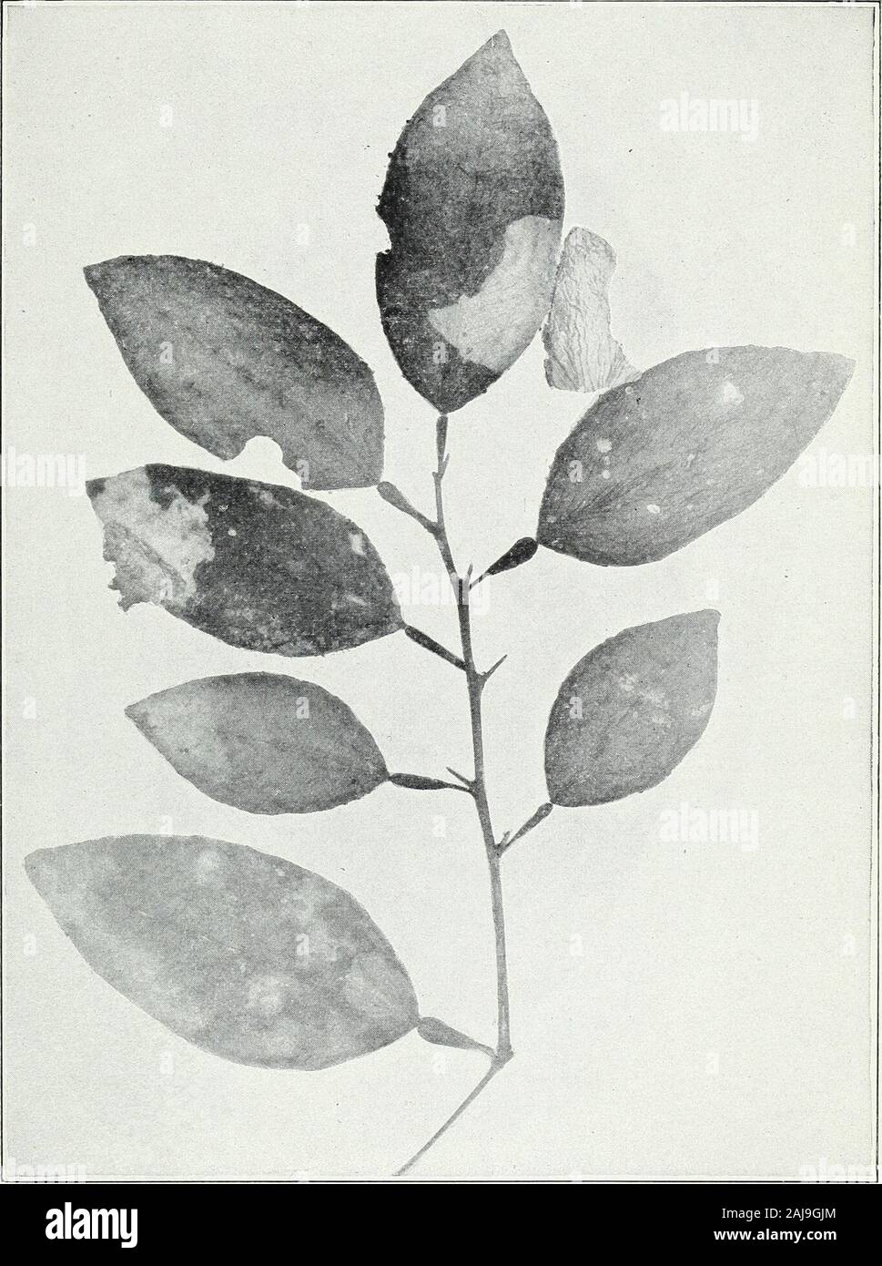 Empty pupa cases hi-res stock photography and images - Alamy