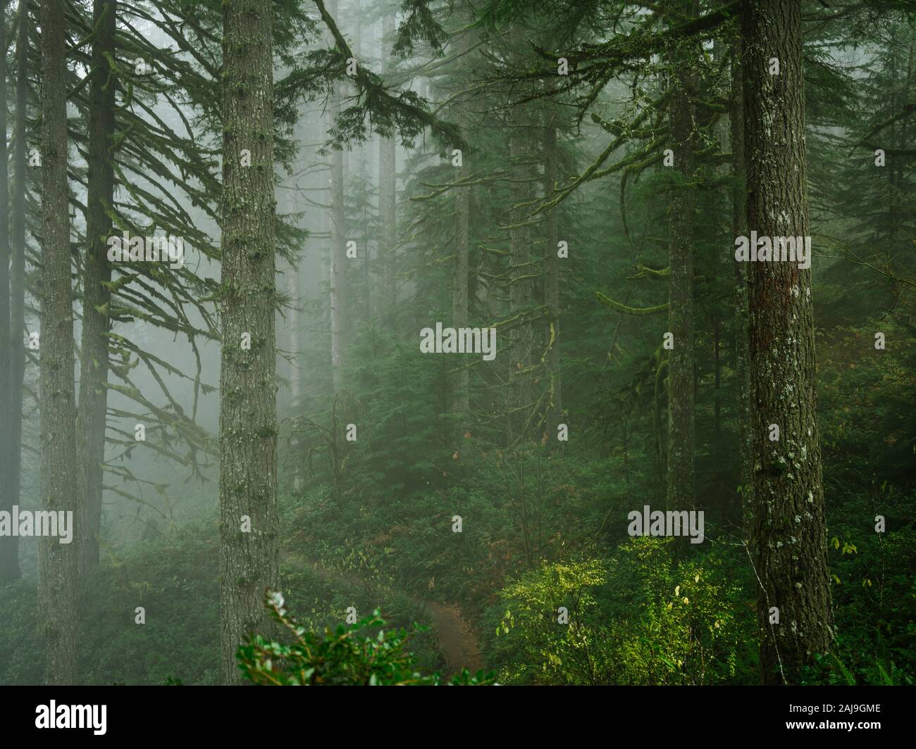 Silver forest trail hi-res stock photography and images - Alamy