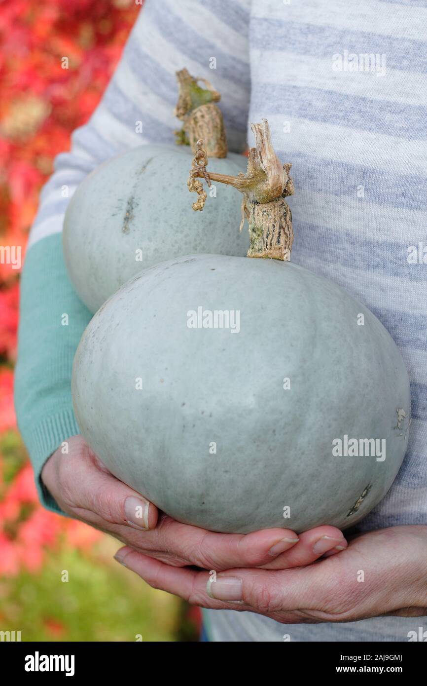 Crown prince squash hi-res stock photography and images - Alamy