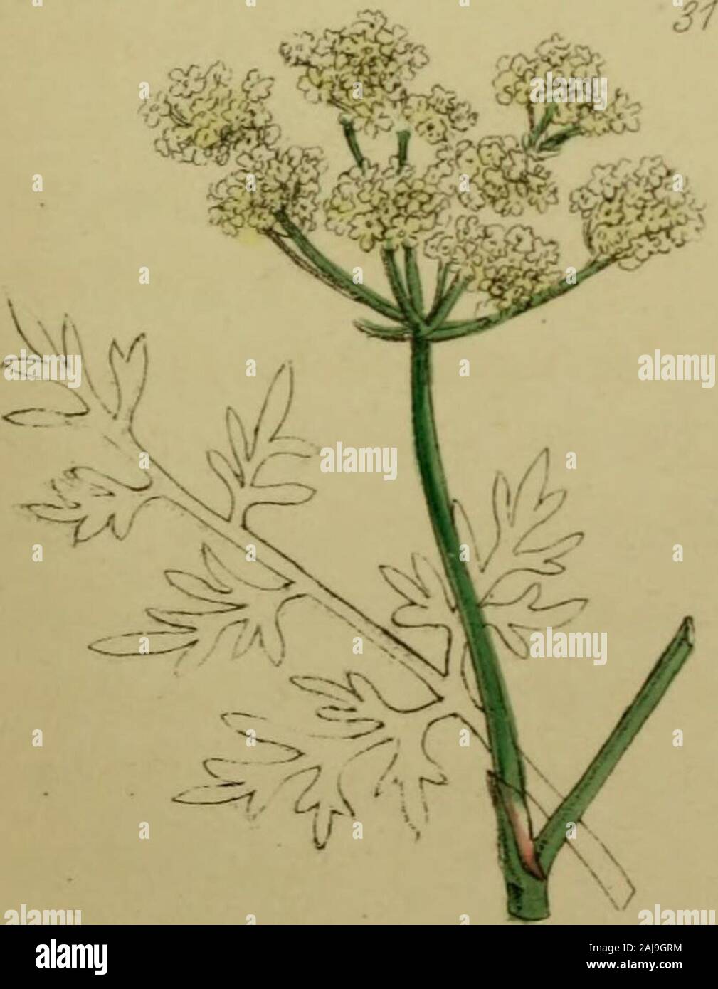 Popular field botany; containing a familiar and technical description ...