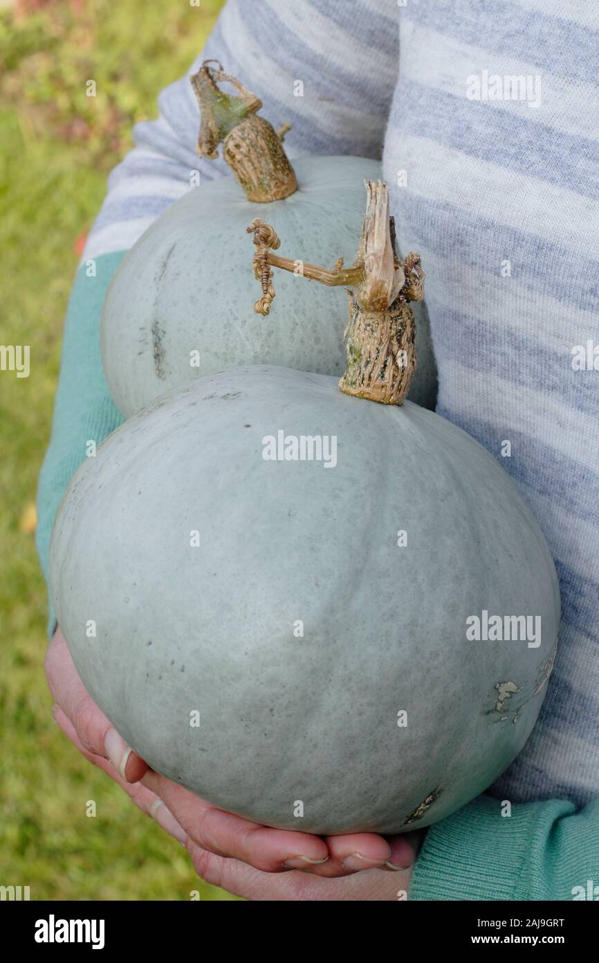 Squash harvest hi-res stock photography and images - Alamy