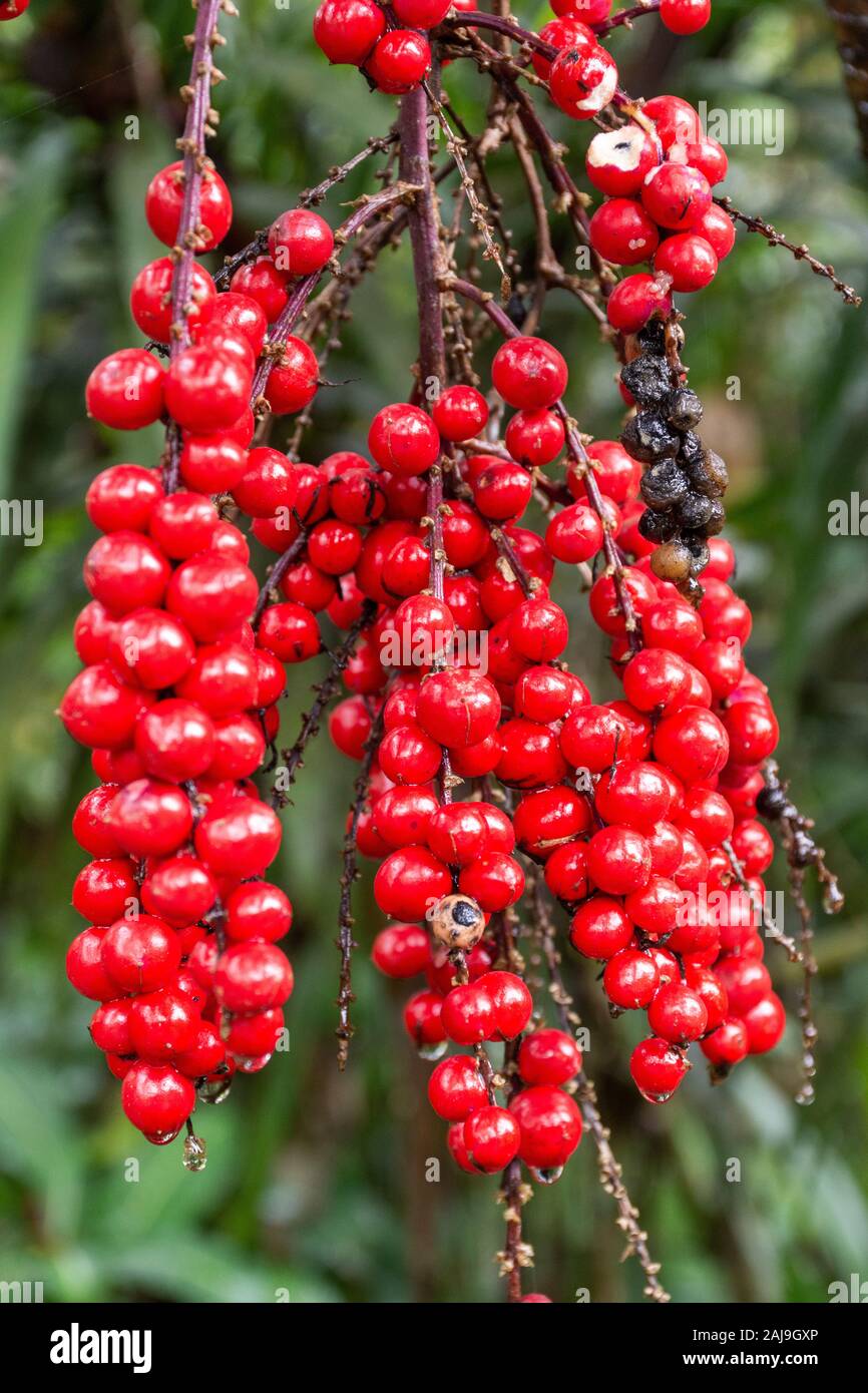 Beautiful detail of bunch of red fruits on the rainforest, Mantiqueira ...