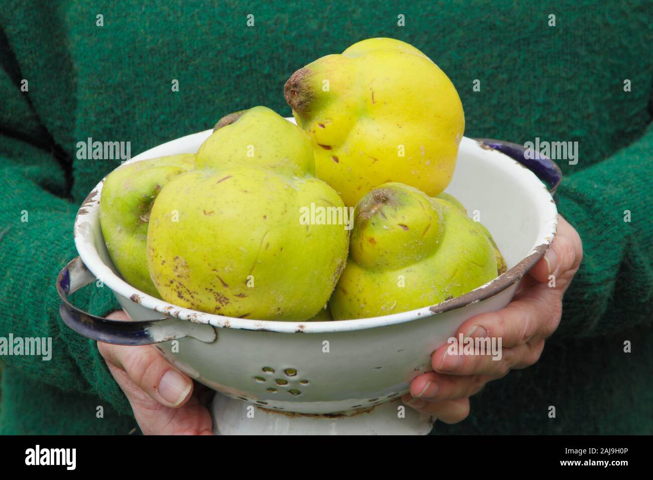 Cydonia oblonga 'Vranja'. Woman holds Quince 'Vranja', a fragrant, pear ...