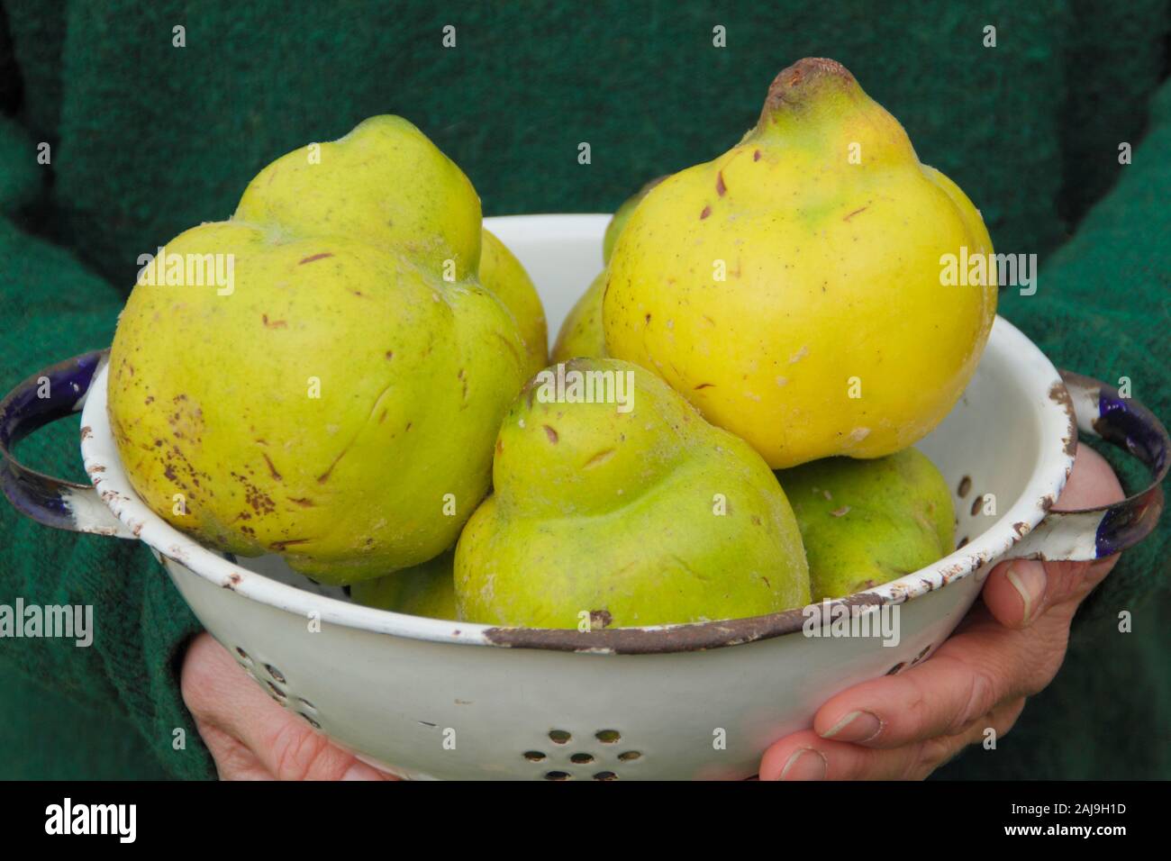 Cydonia oblonga 'Vranja'. Woman holds Quince 'Vranja', a fragrant, pear ...