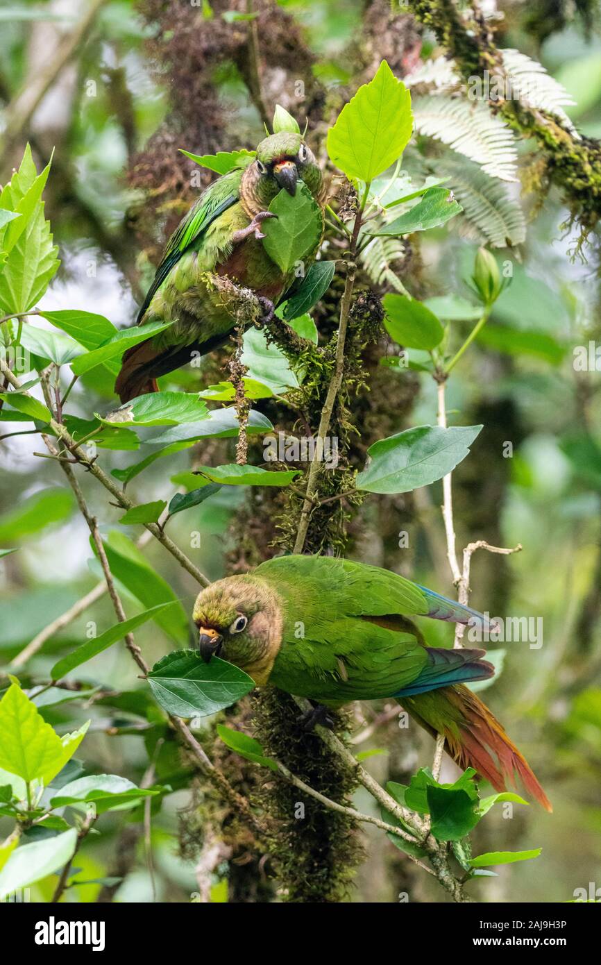 Rio De Janeiro Parrots High Resolution Stock Photography and Images - Alamy