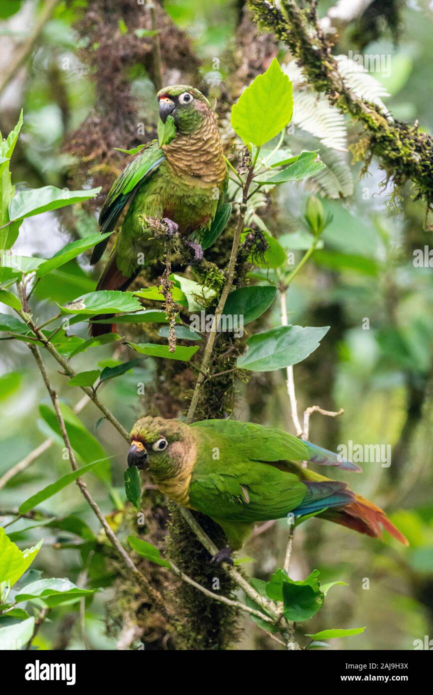Rio De Janeiro Parrots High Resolution Stock Photography and Images - Alamy