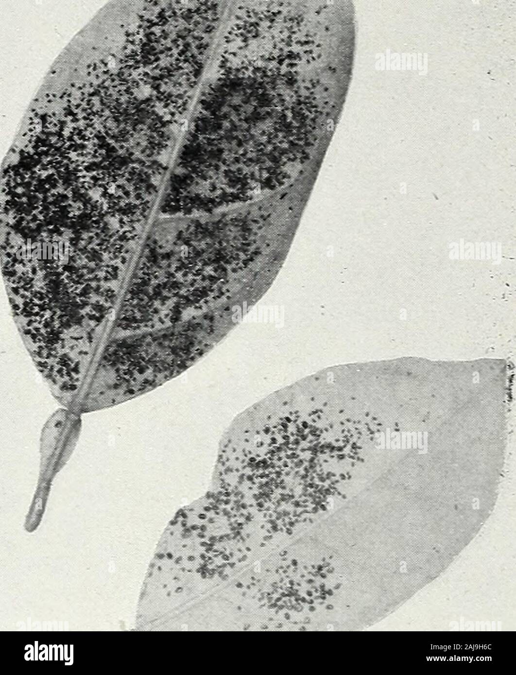 Empty pupa cases hi-res stock photography and images - Alamy