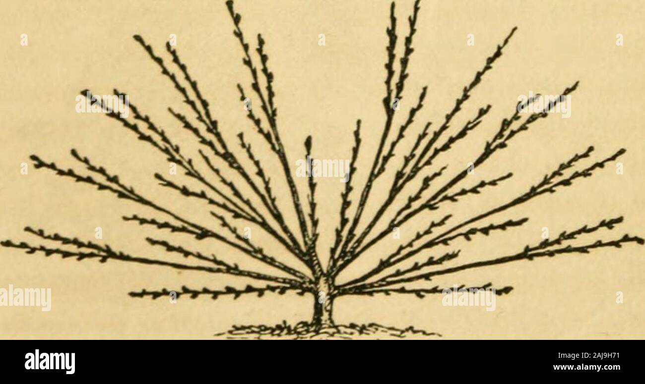 The fruits and fruit trees of America; or, the culture, propagation ...