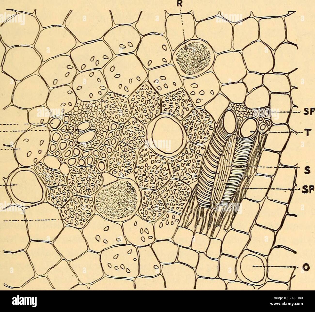 Scientific and applied pharmacognosy intended for the use of students ...