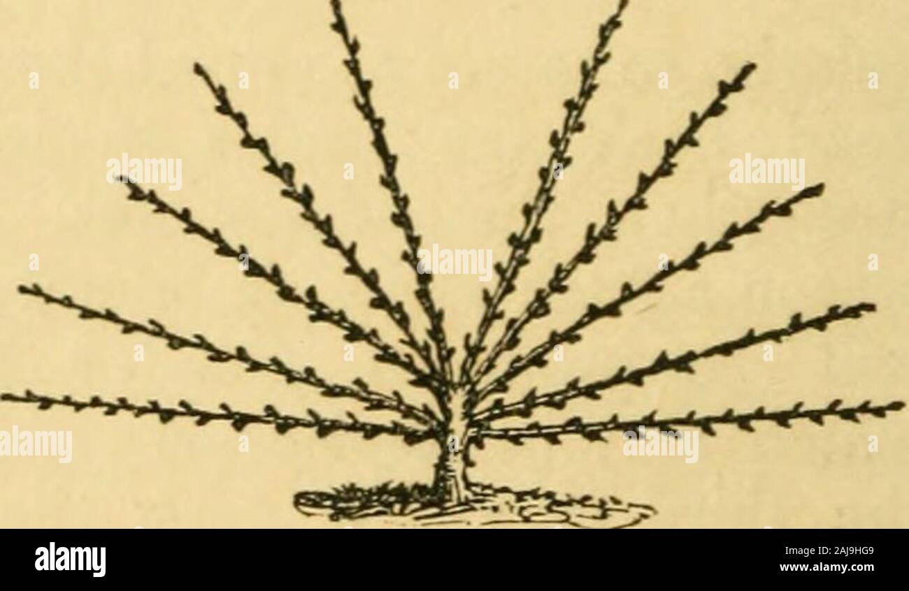 Oot tree hi-res stock photography and images - Alamy