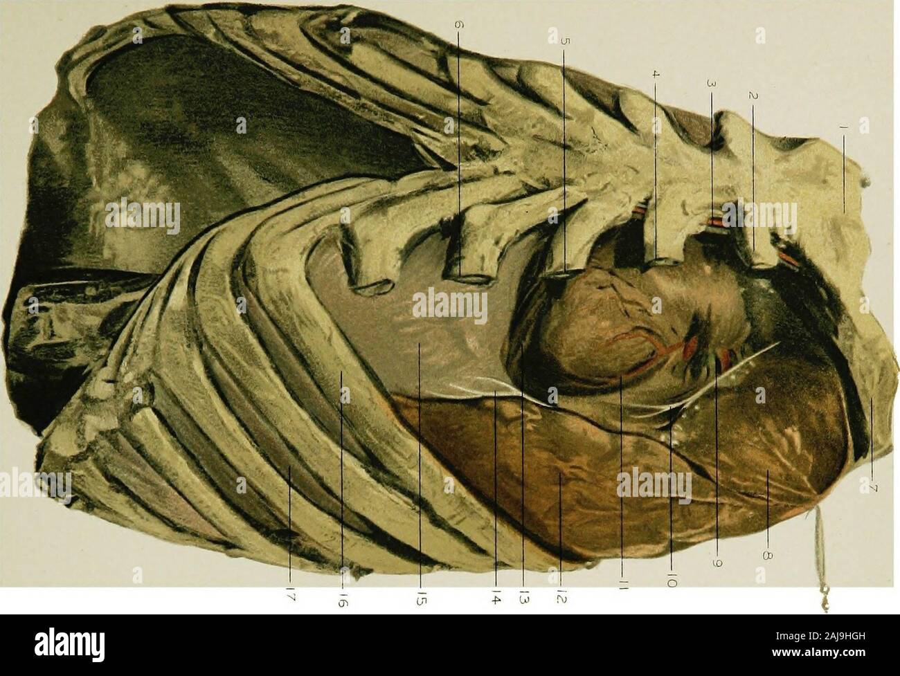 Regional anatomy in its relation to medicine and surgery . the right ...