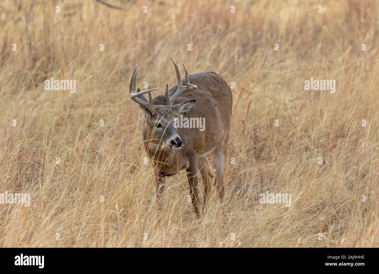 Whitetail Deer Buck in the fall rut Stock Photo - Alamy