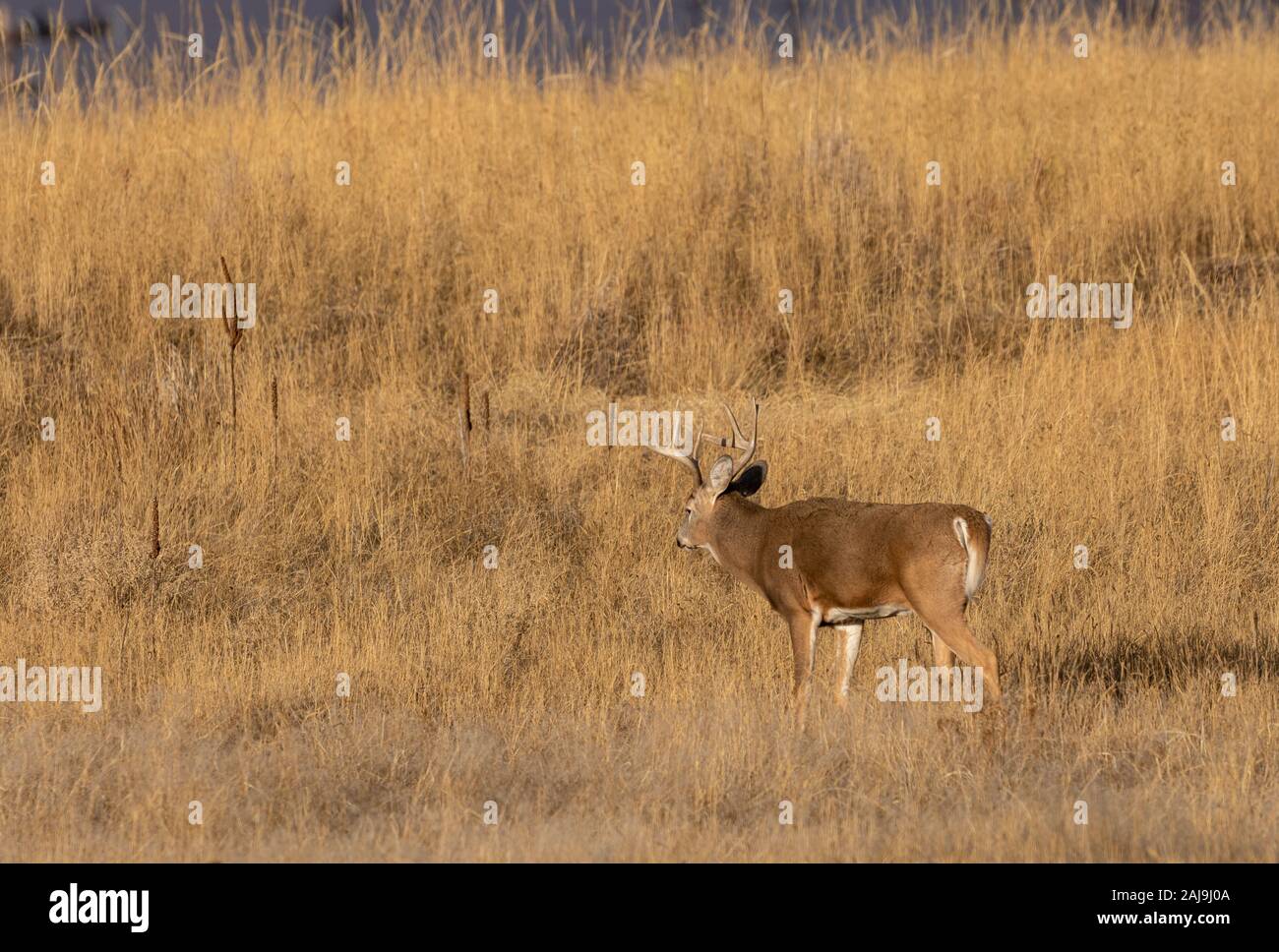 Whitetail Deer Buck in the fall rut Stock Photo - Alamy