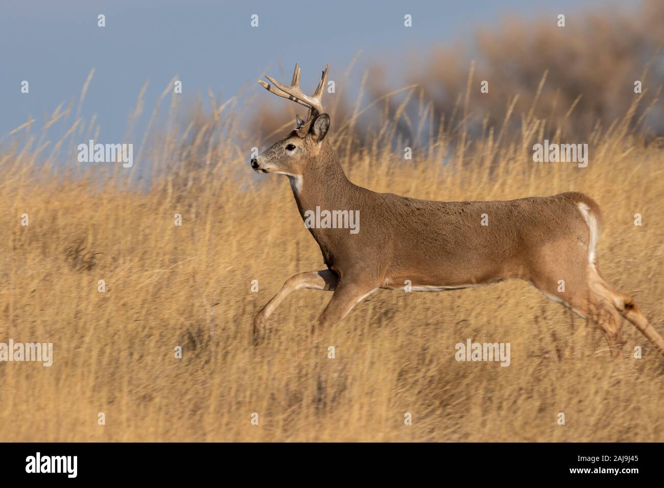 Whitetail Deer Buck in the fall rut Stock Photo - Alamy