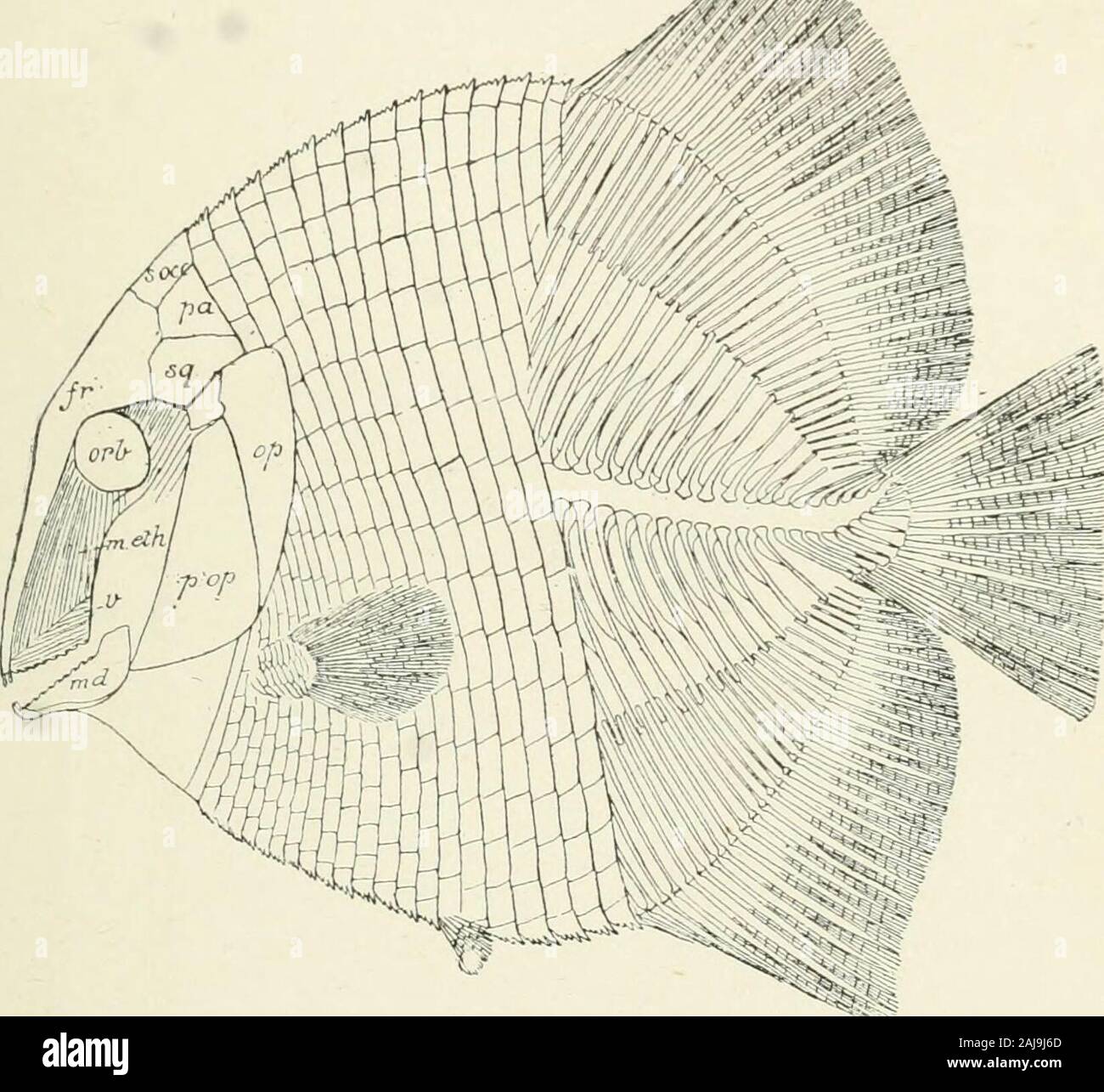Two parietal bone hi-res stock photography and images - Alamy