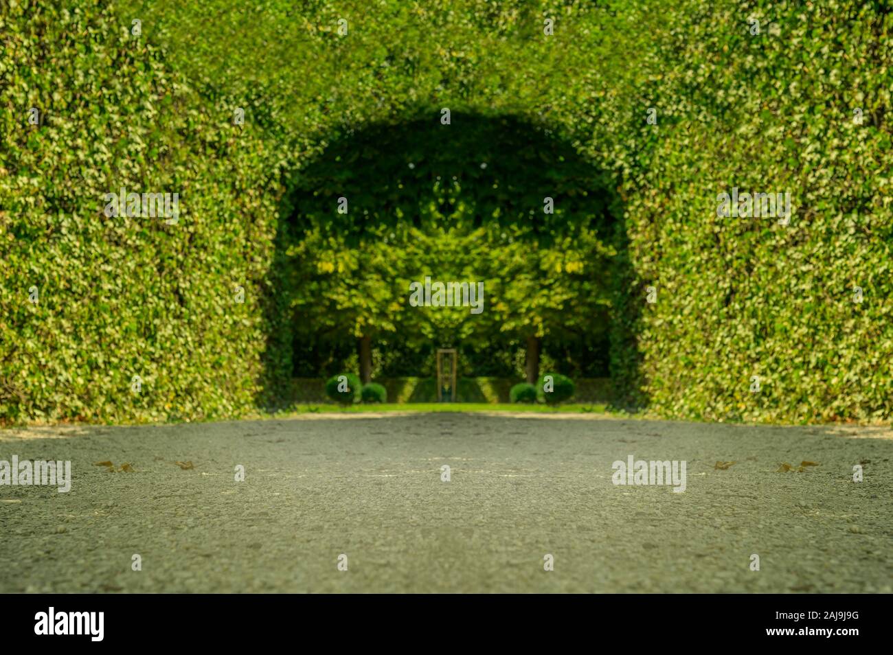 green tunnel in fresh spring foliage. way to nature. natural background ...