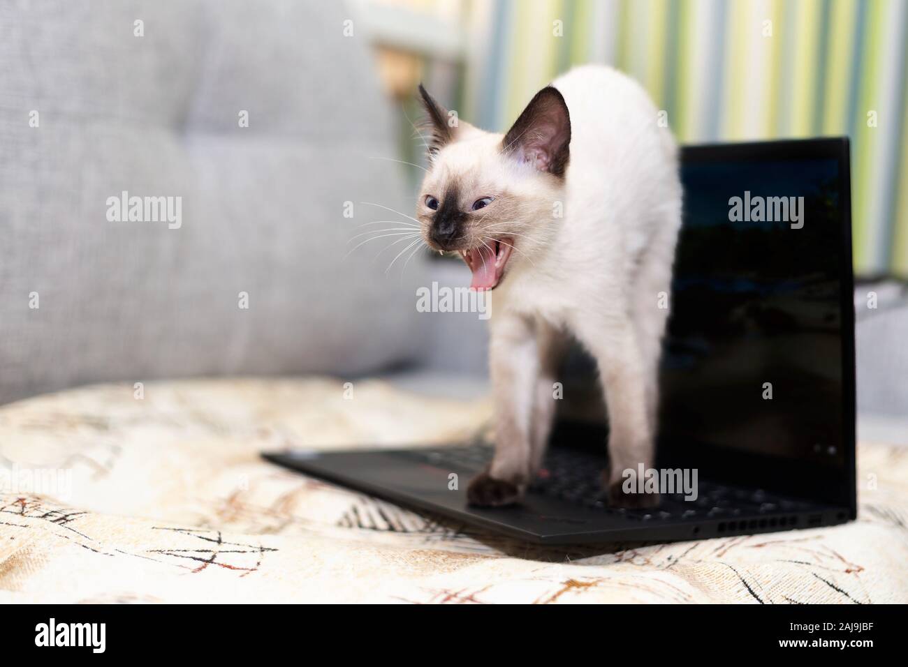 A frightened angry kitten stands on the keyboard of an open laptop ...