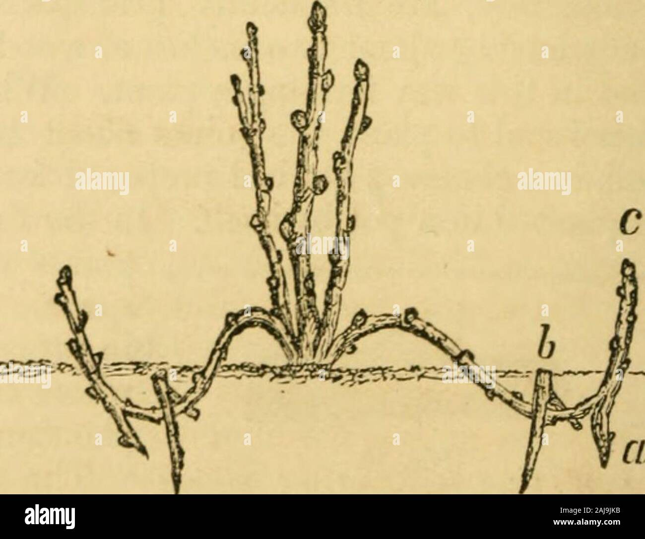 Plum tree varieties hi-res stock photography and images - Alamy