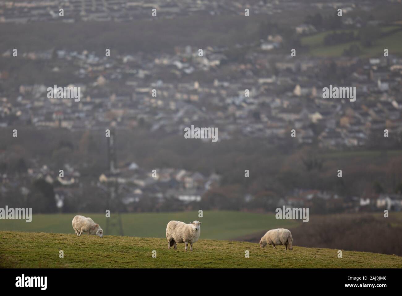 Sheep three landscapes hi-res stock photography and images - Alamy
