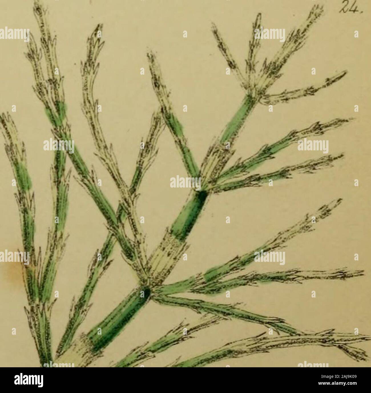 Gynandria hi-res stock photography and images - Alamy