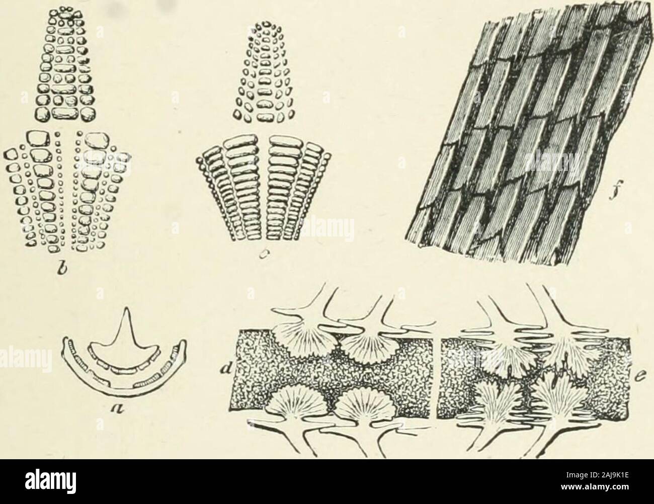 Cycloid scales hi-res stock photography and images - Alamy
