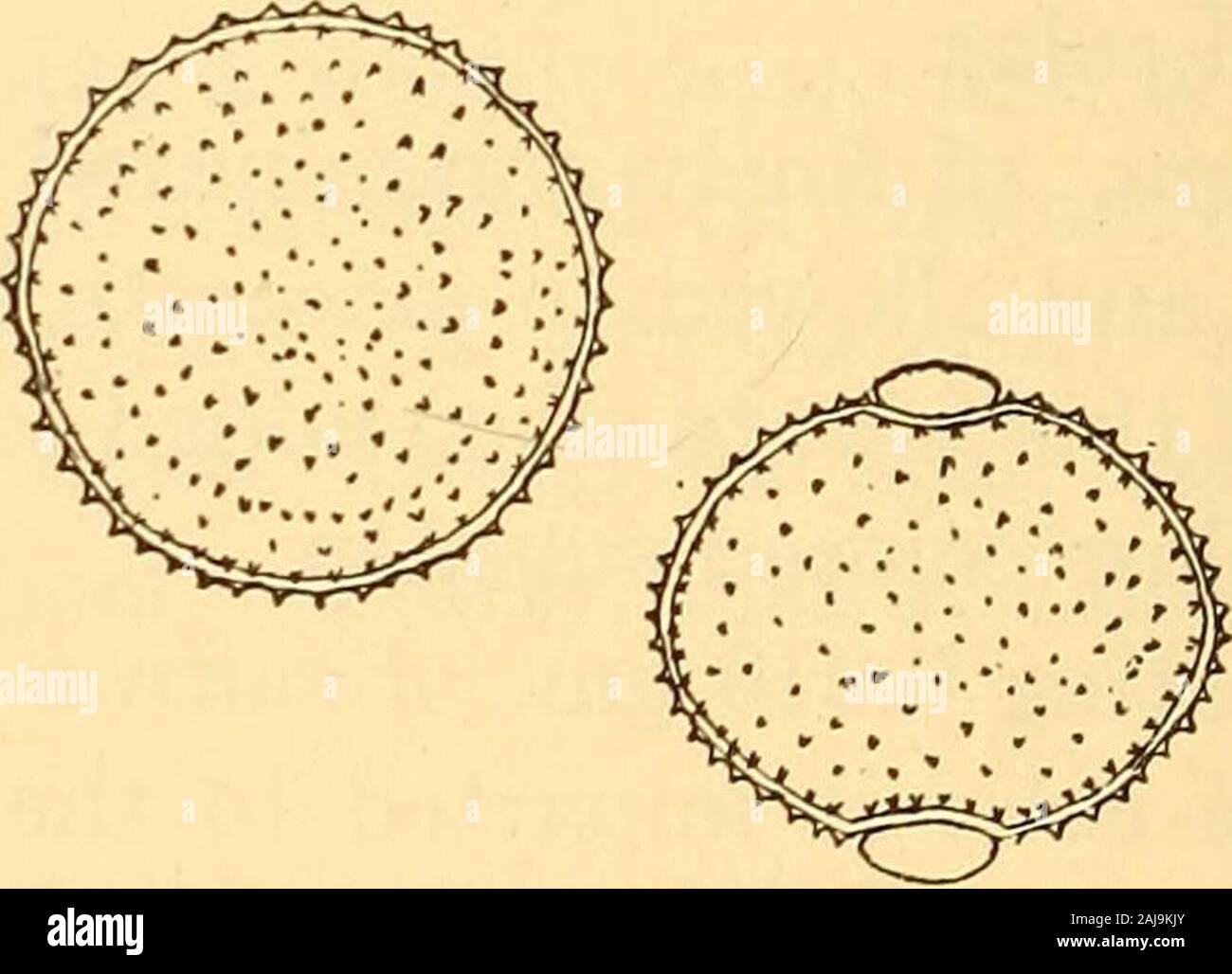 Stigma cells hi-res stock photography and images - Alamy