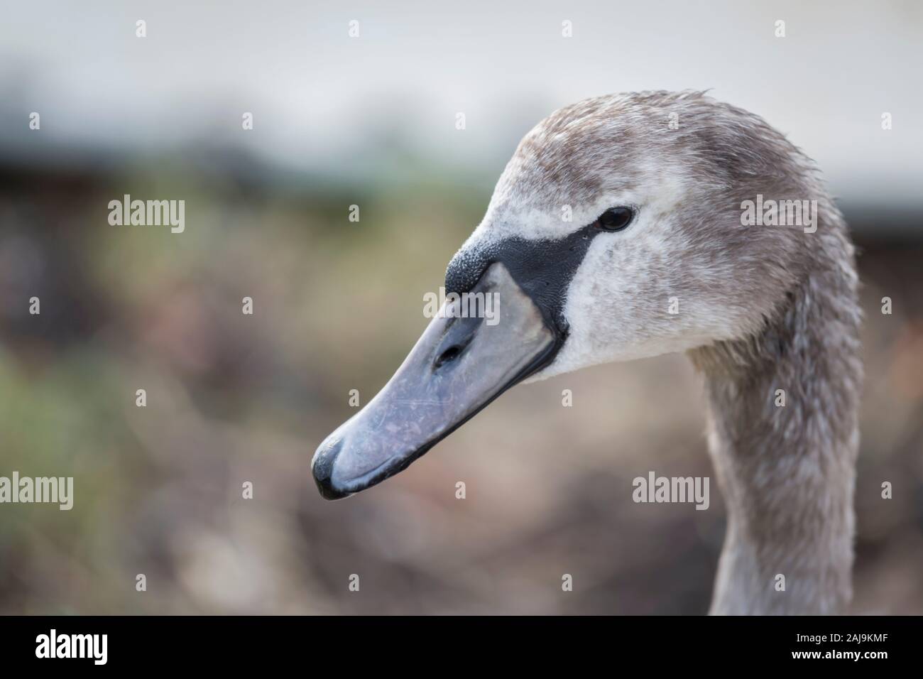 Portrait of cygnet, photographed in winter Stock Photo - Alamy