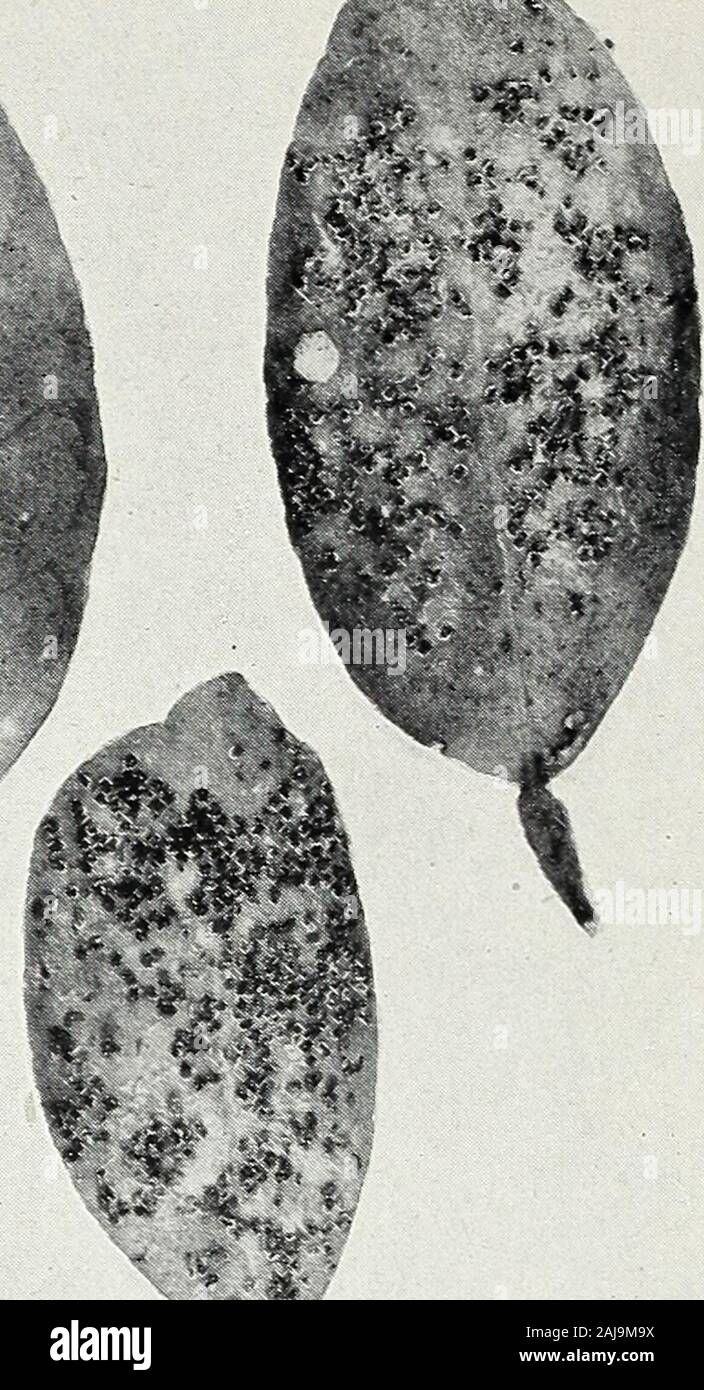 Shown in various stages of development hi-res stock photography and ...