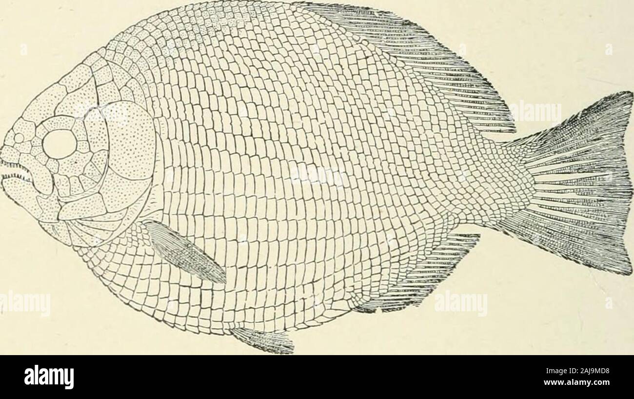 A treatise on zoology . i; ;/, meiliaii gularplate; l.g, lateral gulars ...