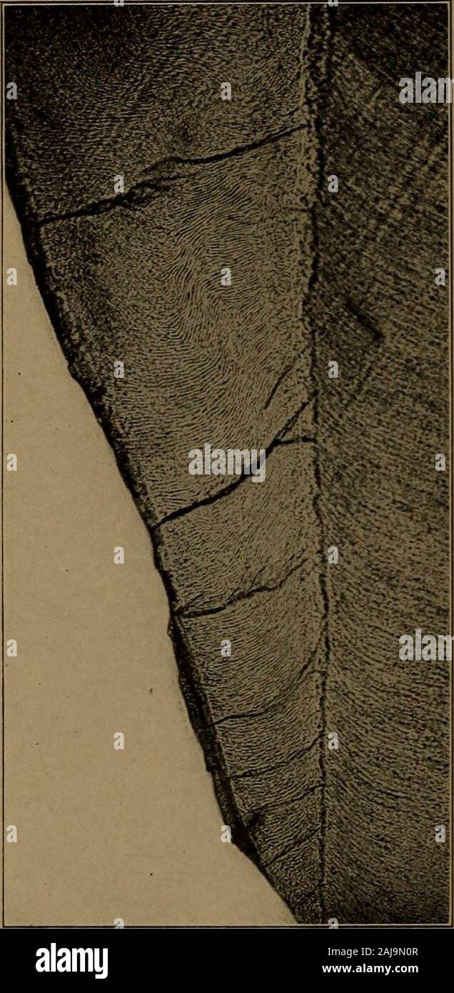 A text-book of dental histology and embryology, including laboratory ...