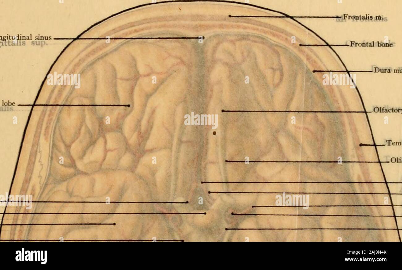 Anterior arch of atlas hi-res stock photography and images - Alamy