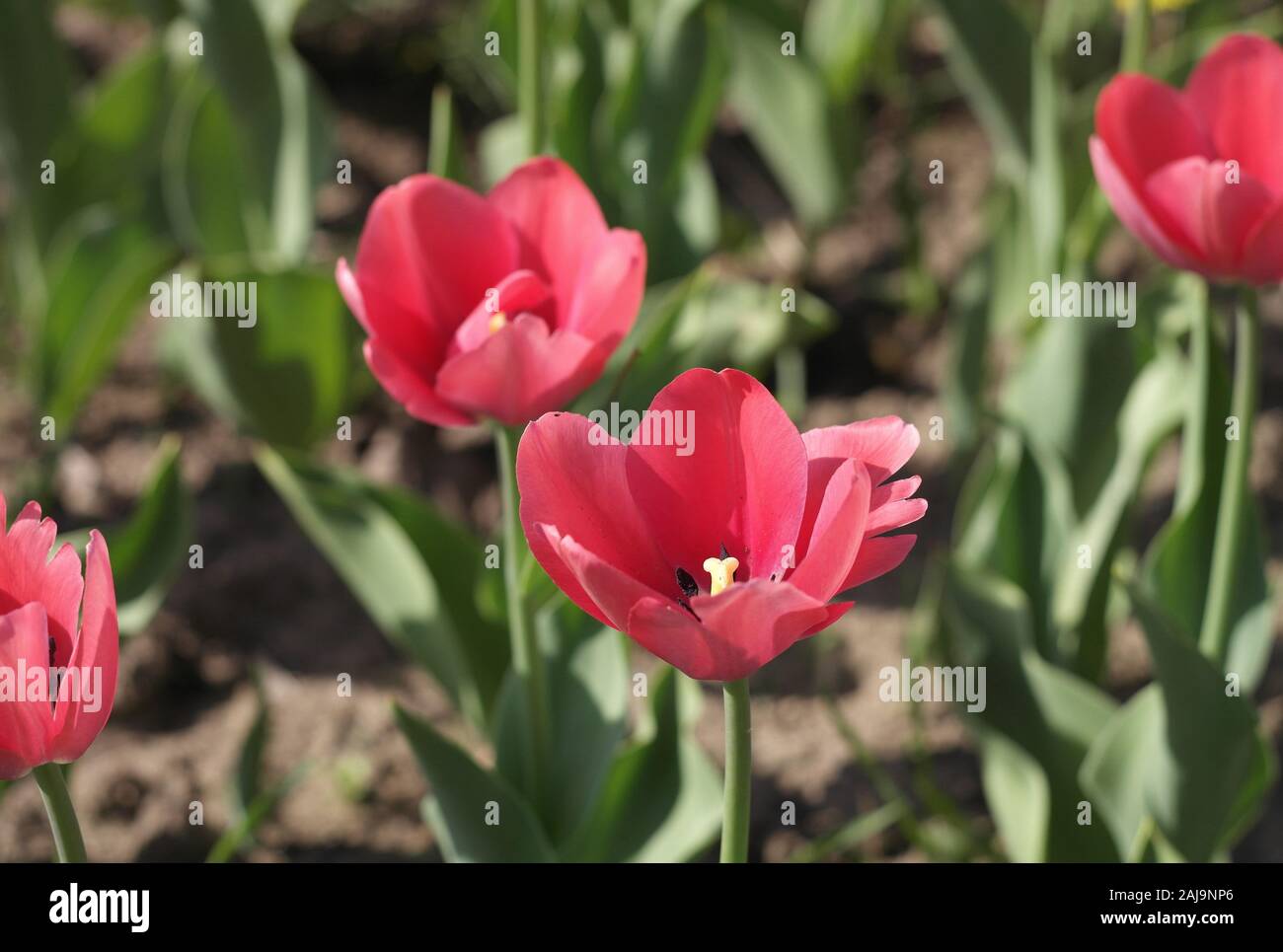 Red Tulip at Spring Stock Photo - Alamy