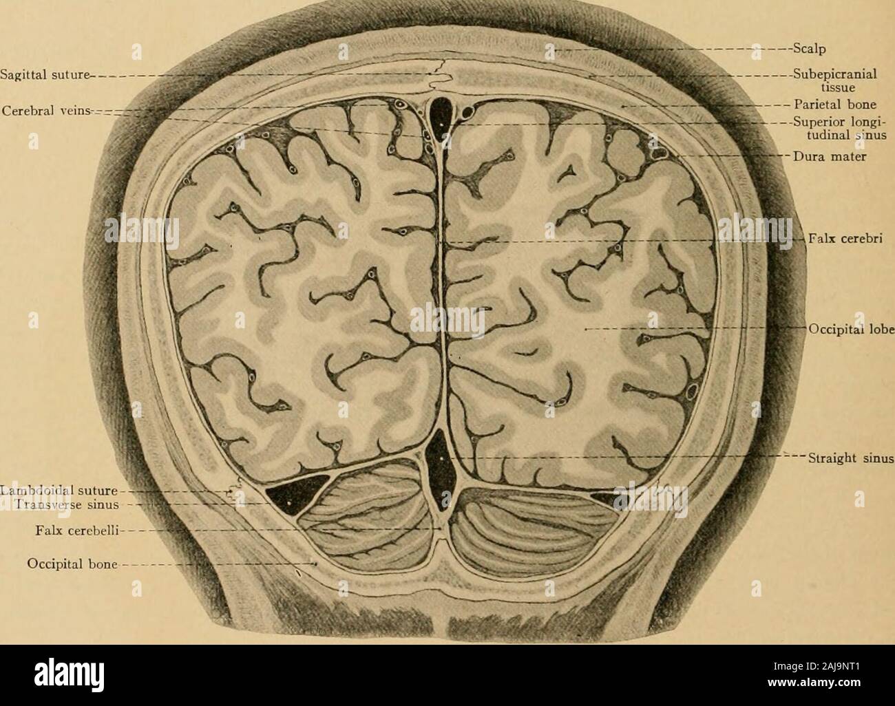 Cranial fossa hi-res stock photography and images - Alamy
