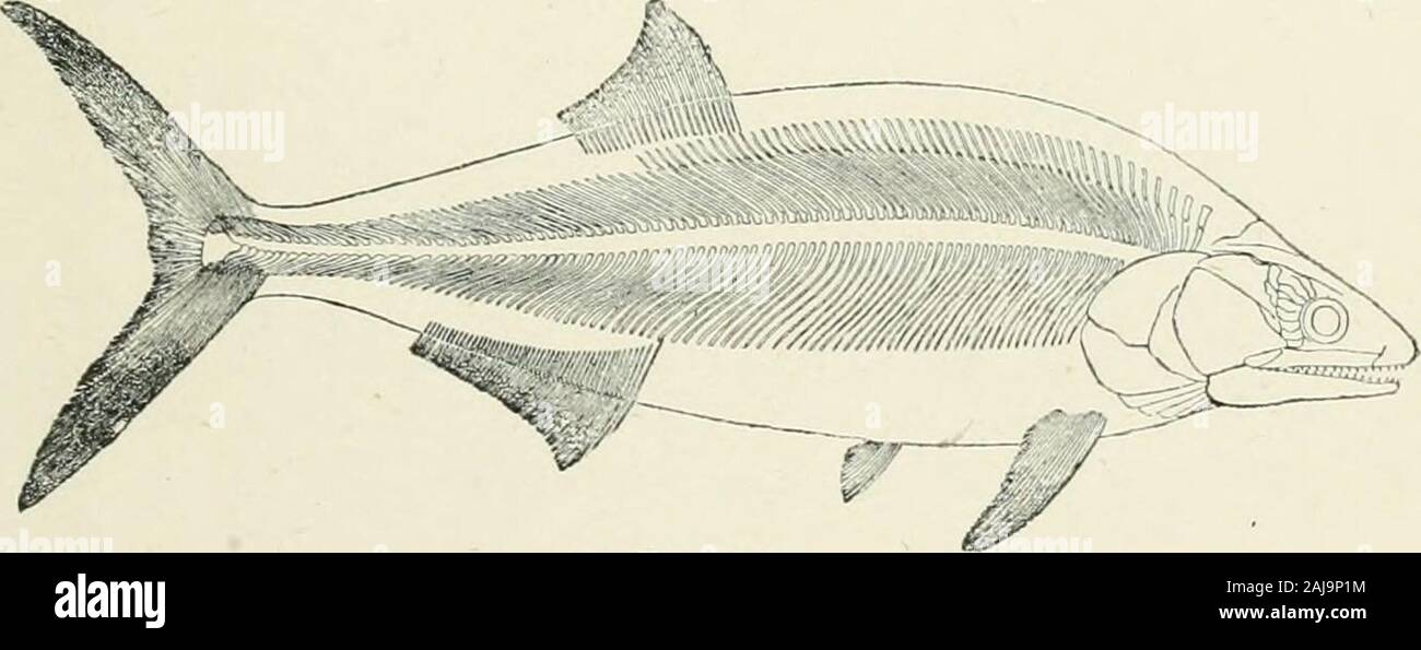 Pachycormidae hi-res stock photography and images - Alamy