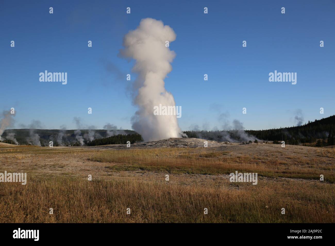 Old Faithful Geyser, Yellowstone National Park Stock Photo - Alamy